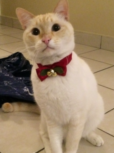 Furnace Record Pressing | Meet the Pets of Furnace