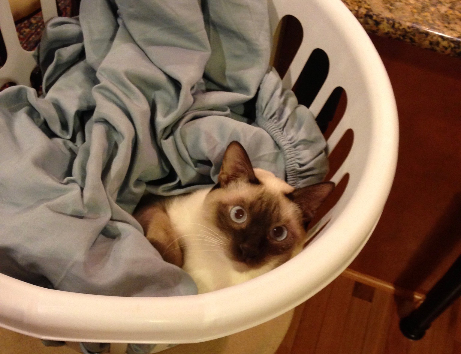 Furnace Record Pressing | Meet the Pets of Furnace