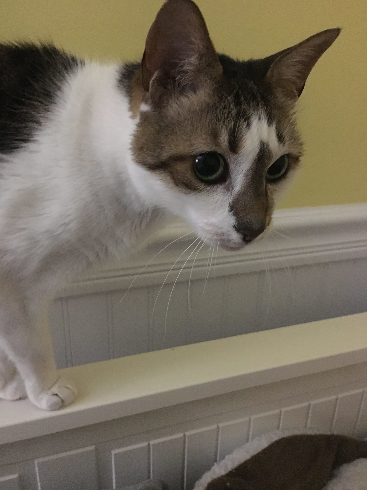 Furnace Record Pressing | Meet the Pets of Furnace